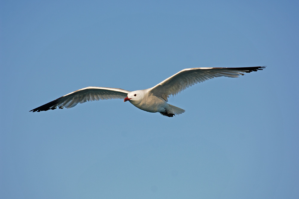 Leggere per costruire versi: 'Il gabbiano Jonathan Livingston ...